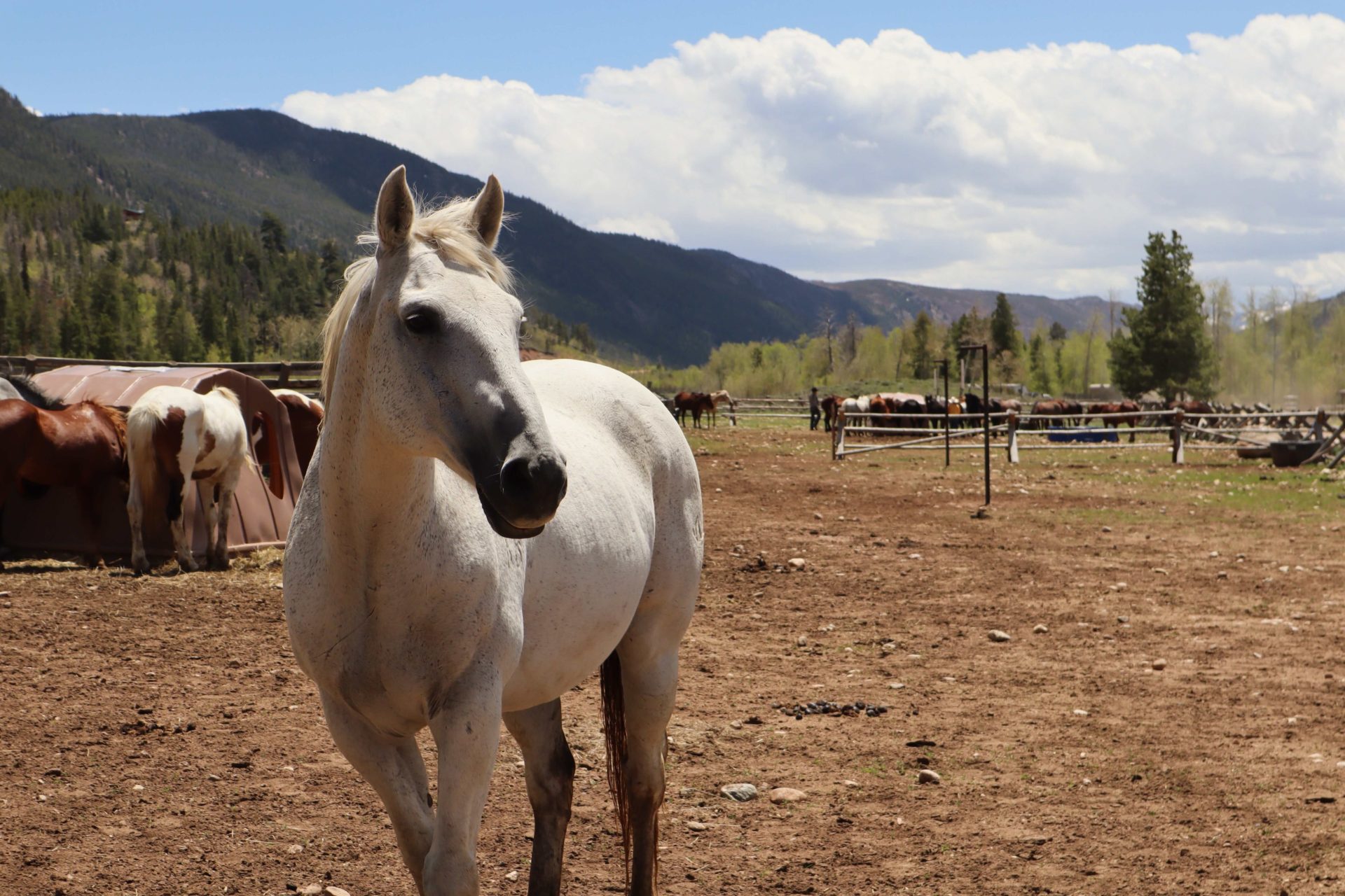 Meet the Rawah Ranch Animals - Rawah Ranch | Luxury Ranch Colorado ...