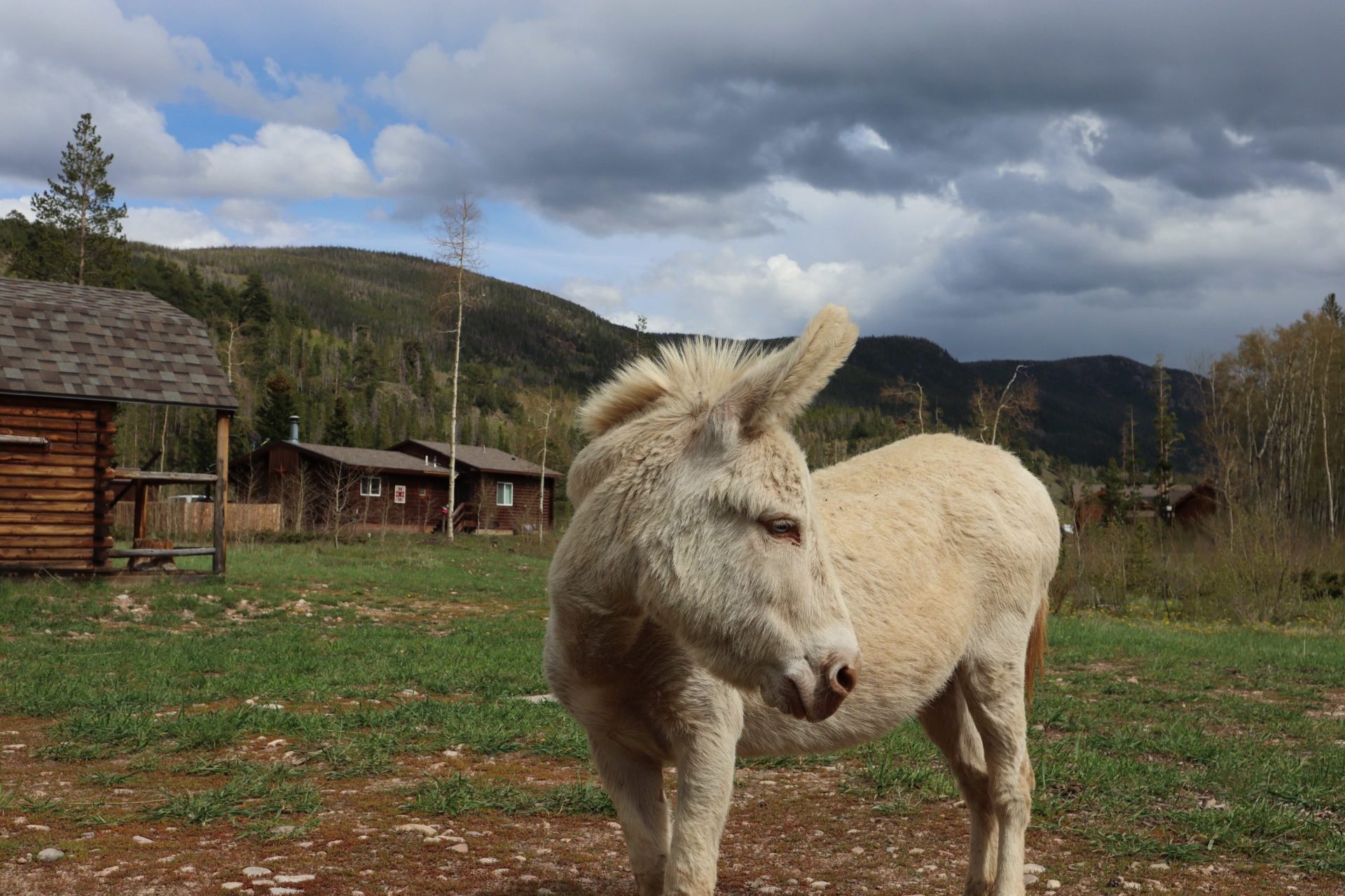 Meet the Rawah Ranch Animals - Rawah Ranch | Luxury Ranch Colorado ...