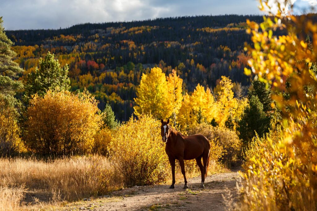 Rawah Ranch | Luxury Ranch Colorado - Guest Ranch Colorado
